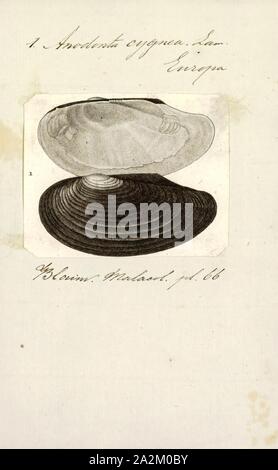 The swan mussel (large species of freshwater mussel) on white ...
