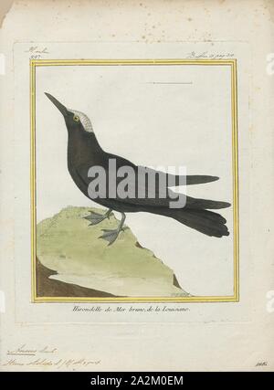 COMMON NODDY Anous stolidus Stock Photo - Alamy