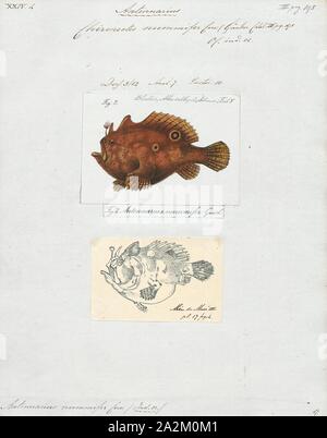 SPOTFIN FROGFISH (ANTENNATUS NUMMIFER) IN RED PHASE Stock Photo - Alamy