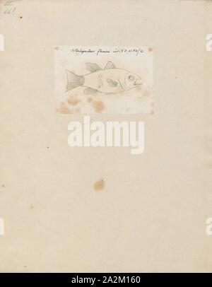 Ring-Tail Cardinalfish Ostorhinchus fleurieu Stock Photo - Alamy