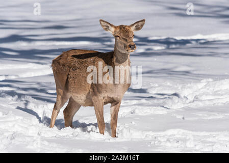 Brown female deer on a snowy hill in Park City Utah on a sunny winter ...