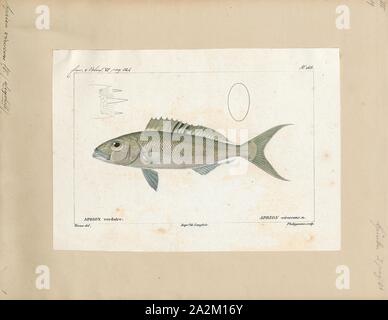 Aprion virescens, Print, The green jobfish, Aprion virescens, is a ...
