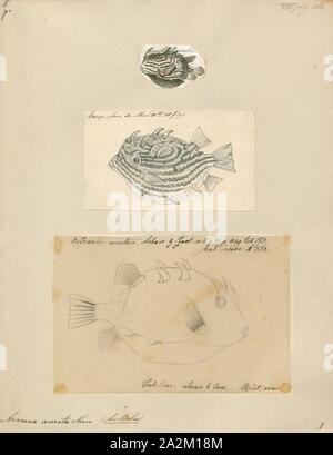 Shaw's or Striped cowfish, Aracana aurita SE Queensland Stock Photo - Alamy
