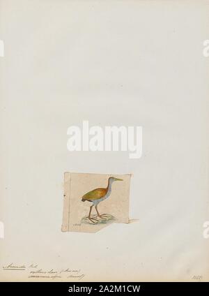 Rufous-necked Wood-Rail (Aramides axillaris), walking at a brookside ...
