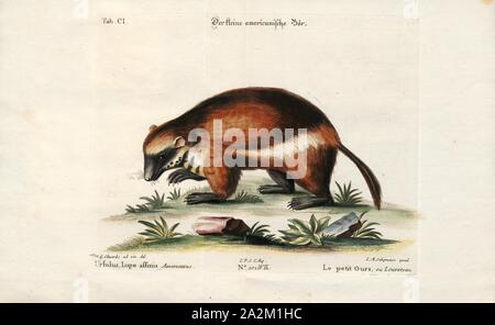 Arctonyx collaris, Print, The hog badger (Arctonyx collaris), also ...