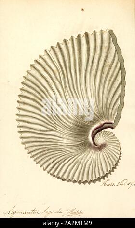 Argonauta argo, also known as the greater argonaut, is a species of ...