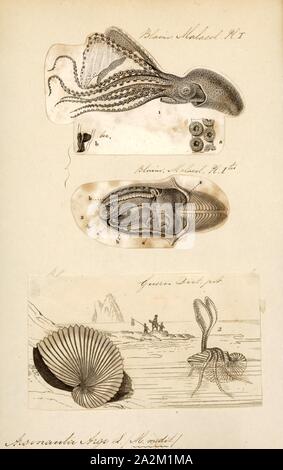 Greater argonaut octopus, Argonauta argo. Lithograph from Carl Hoffmann ...
