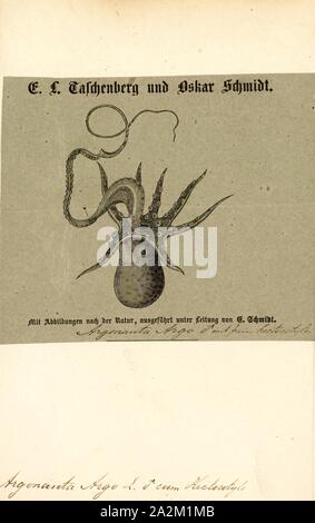 Argonauta argo, also known as the greater argonaut, is a species of ...