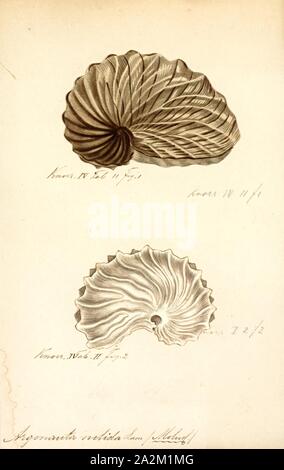 Brown paper nautilus (Argonauta hians) female riding on a jellyfish ...