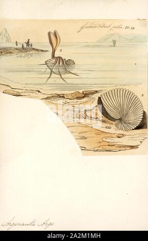 Argonauta argo, also known as the greater argonaut, is a species of ...