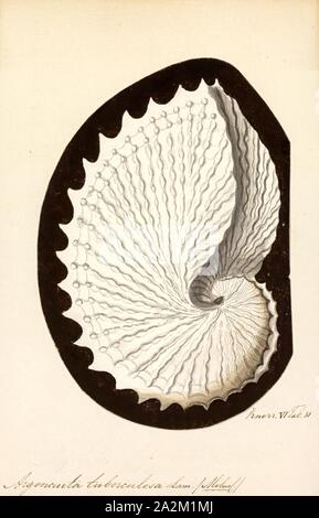 Paper Nautilus (Argonauta nodosa) on sand bottom, Port Phillip Bay ...