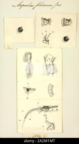 Argulus foliaceus, Print, Argulus foliaceus (or Monoculus foliaceus ...