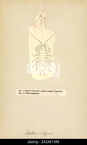 Asellus vulgaris, Print, Asellus is a genus of isopod crustaceans in ...