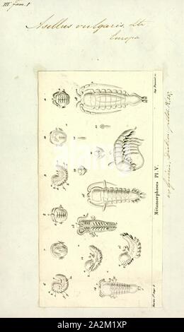 Asellus vulgaris, Print, Asellus is a genus of isopod crustaceans in ...