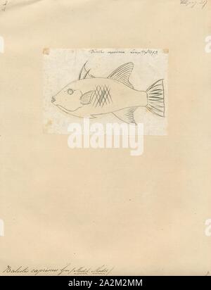 grey triggerfish, gray triggerfish, Balistes capriscus, schooling ...