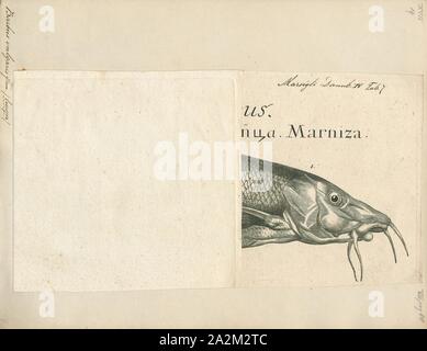 Fish of Cyprinidae family named is common rudd or Scardinius ...