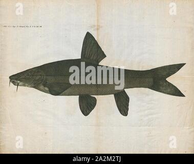 Fish of Cyprinidae family named is common rudd or Scardinius ...