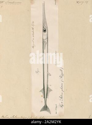 needlefish belone belone Stock Photo - Alamy