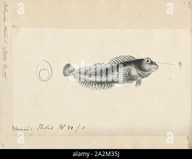 Common Blenny or Shanny Lipophrys pholis in rockpool Stock Photo - Alamy