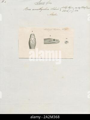 Simalia amethistina / Scrub python Stock Photo - Alamy