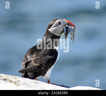 horned puffin Fratercula corniculata swimming in Resurrection Bay Kenai ...