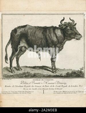 Bos, the genus of wild and domestic cattle. Cows bulls and calves Stock ...