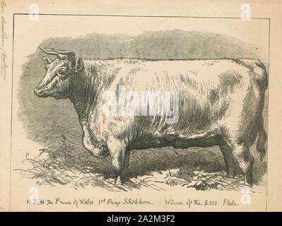 Bos, the genus of wild and domestic cattle. Cows bulls and calves Stock ...