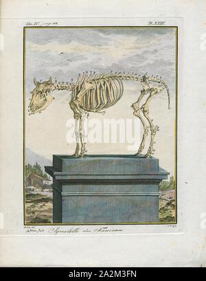 The aurochs skeleton Stock Photo - Alamy