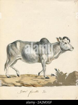 Bos indicus, Print, A zebu, sometimes known as indicine cattle or ...
