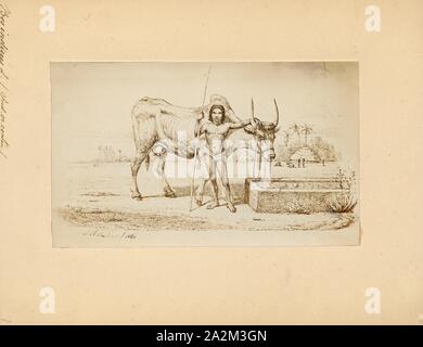 Bos indicus, Print, A zebu, sometimes known as indicine cattle or ...