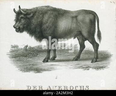 Wild european aurochs in the forest at Belovezhskaya Pushcha National ...