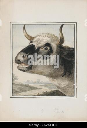 Cattle, or cows, are the most common type of large domesticated ...