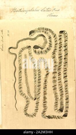 Bothriocephalus latus, Print, Diphyllobothrium is a genus of tapeworms ...