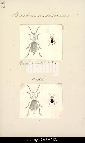 Bombardier Beetles (Brachinus Stock Photo - Alamy
