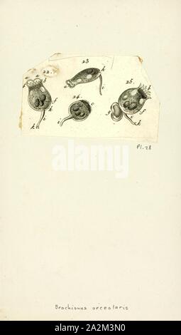 Brachionus urceolaris, Print, Brachionus quadridentatus. Brachionus is ...