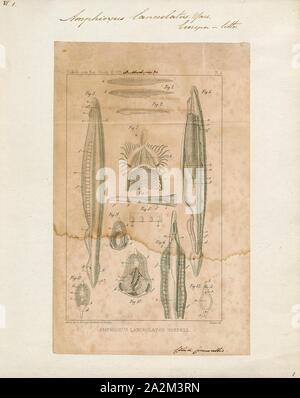 Lancelet or amphioxus Branchiostoma lanceolatum is a marine ...