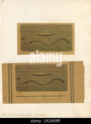 Lancelet or amphioxus Branchiostoma lanceolatum is a marine ...