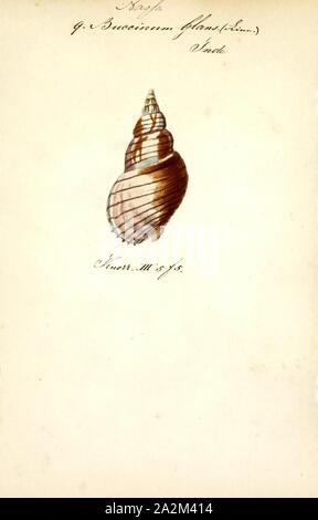 Buccinum, Print, Buccinum is a genus of medium-sized sea snails, marine ...