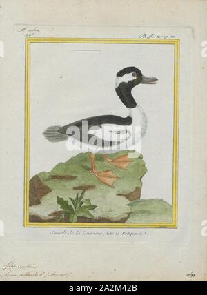 The bufflehead is a small sea duck Stock Photo - Alamy
