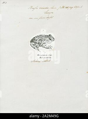Bufo variabilis, Print, Bufo is a large genus of about 150 species of ...