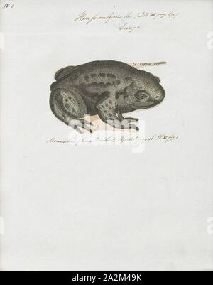 Bufo vulgaris, Print, Bufo is a large genus of about 150 species of ...
