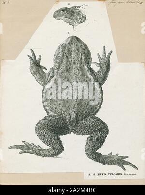 Bufo vulgaris, Print, Bufo is a large genus of about 150 species of ...