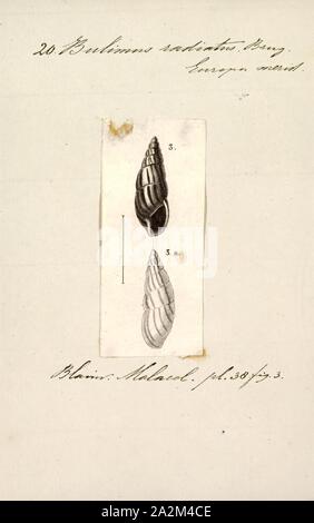 Bulimus radiatus, Print Stock Photo - Alamy