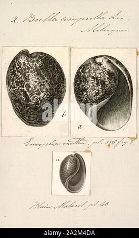 Bulla ampulla, Print, Bulla (plural bullae) is Latin for bubble Stock ...