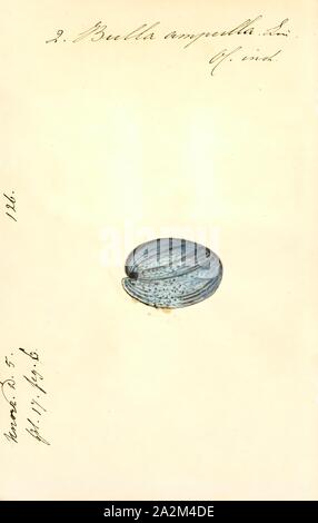 Bulla ampulla, Print, Bulla (plural bullae) is Latin for bubble Stock ...