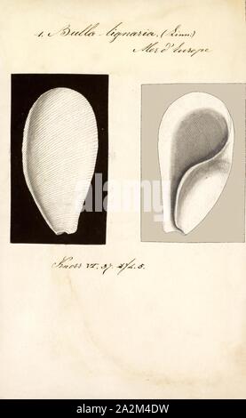 Bulla lignaria, Print, Bulla (plural bullae) is Latin for bubble Stock ...