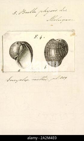 Bulla physis, Print, Bulla (plural bullae) is Latin for bubble Stock ...