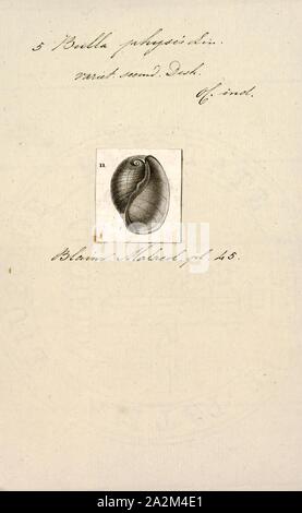 Bulla physis, Print, Bulla (plural bullae) is Latin for bubble Stock ...