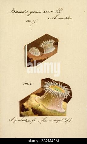 Gem anemone Aulactinia verrucosa Stock Photo - Alamy