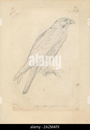 Eastern Buzzard or Japanese Buzzard (Buteo japonicus) in Japan Stock ...